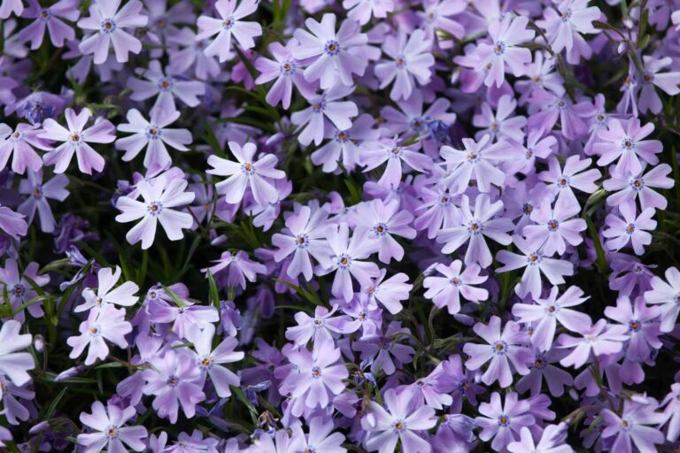 Phlox Care Essentials: Bring Color to Your Garden Year After Year