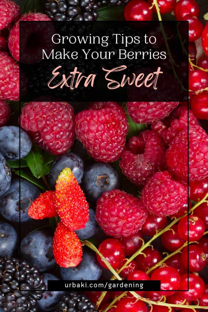 Growing Tips to Make Your Berries Extra Sweet