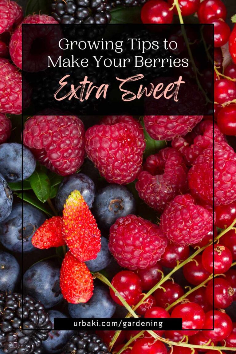 Growing Tips to Make Your Berries Extra Sweet