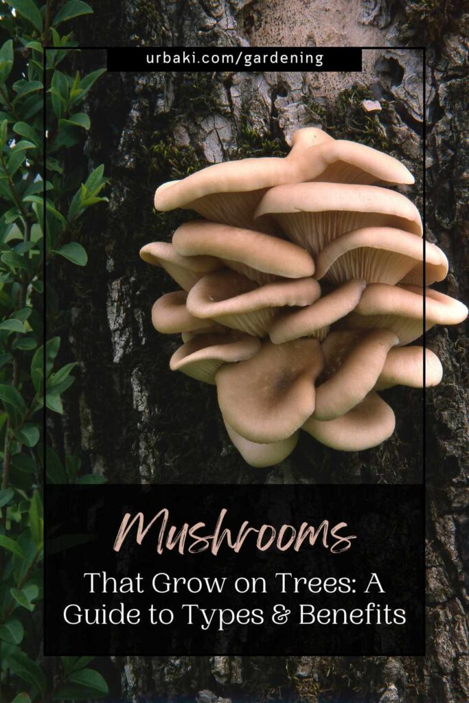 Mushrooms That Grow on Trees: A Guide to Types and Benefits