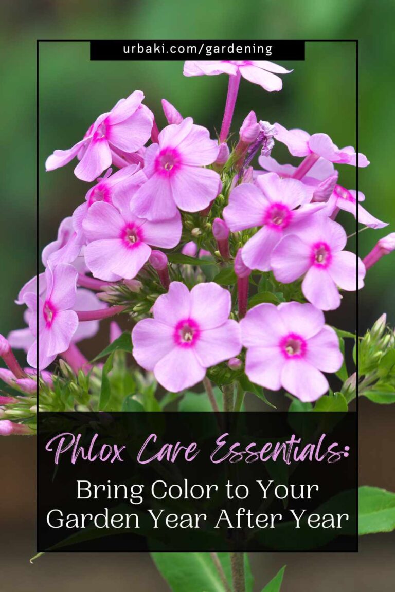 Phlox Care Essentials: Bring Color to Your Garden Year After Year