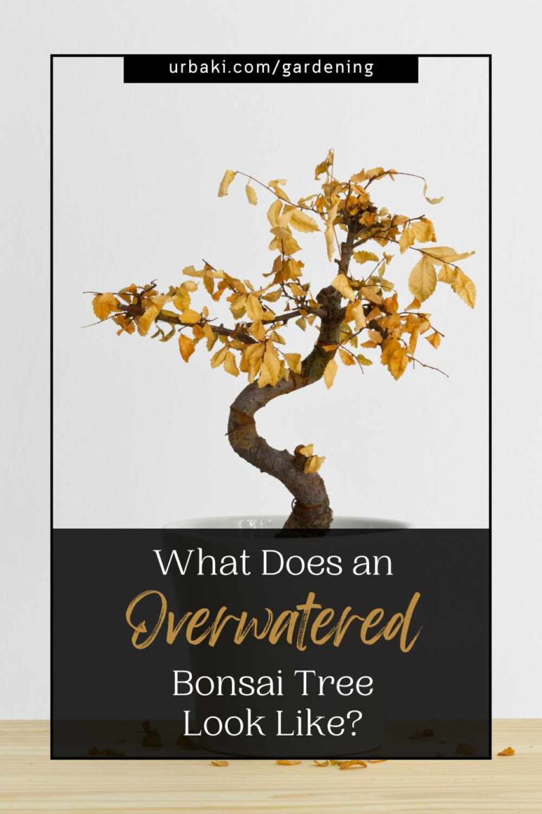 What Does an Overwatered Bonsai Tree Look Like?