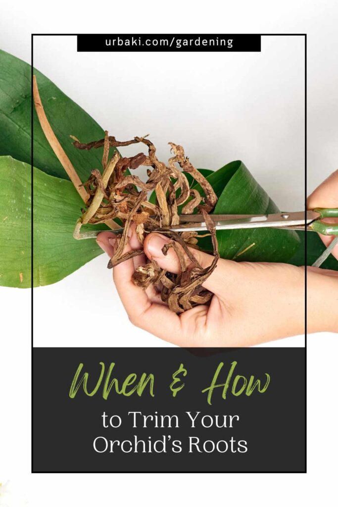 When and How to Trim Your Orchid’s Roots