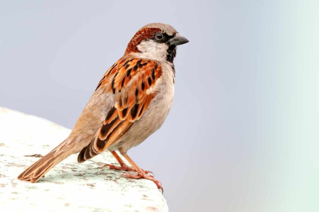 Top 5 Bird Species That Love Your Kitchen Scraps