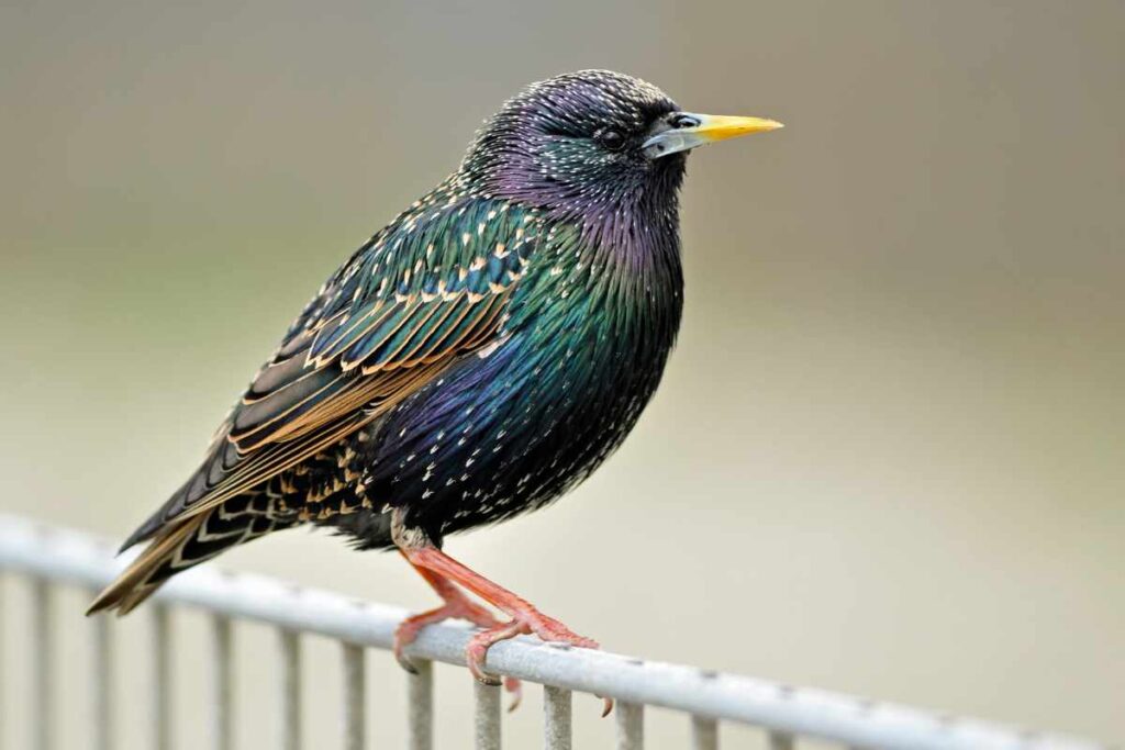 Top 5 Bird Species That Love Your Kitchen Scraps