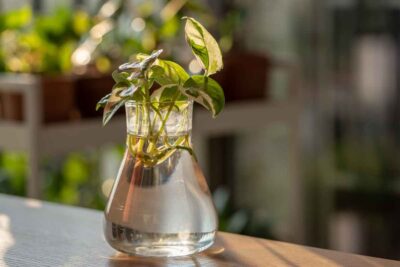 5 Easy Plants To Grow In Water For Beginners
