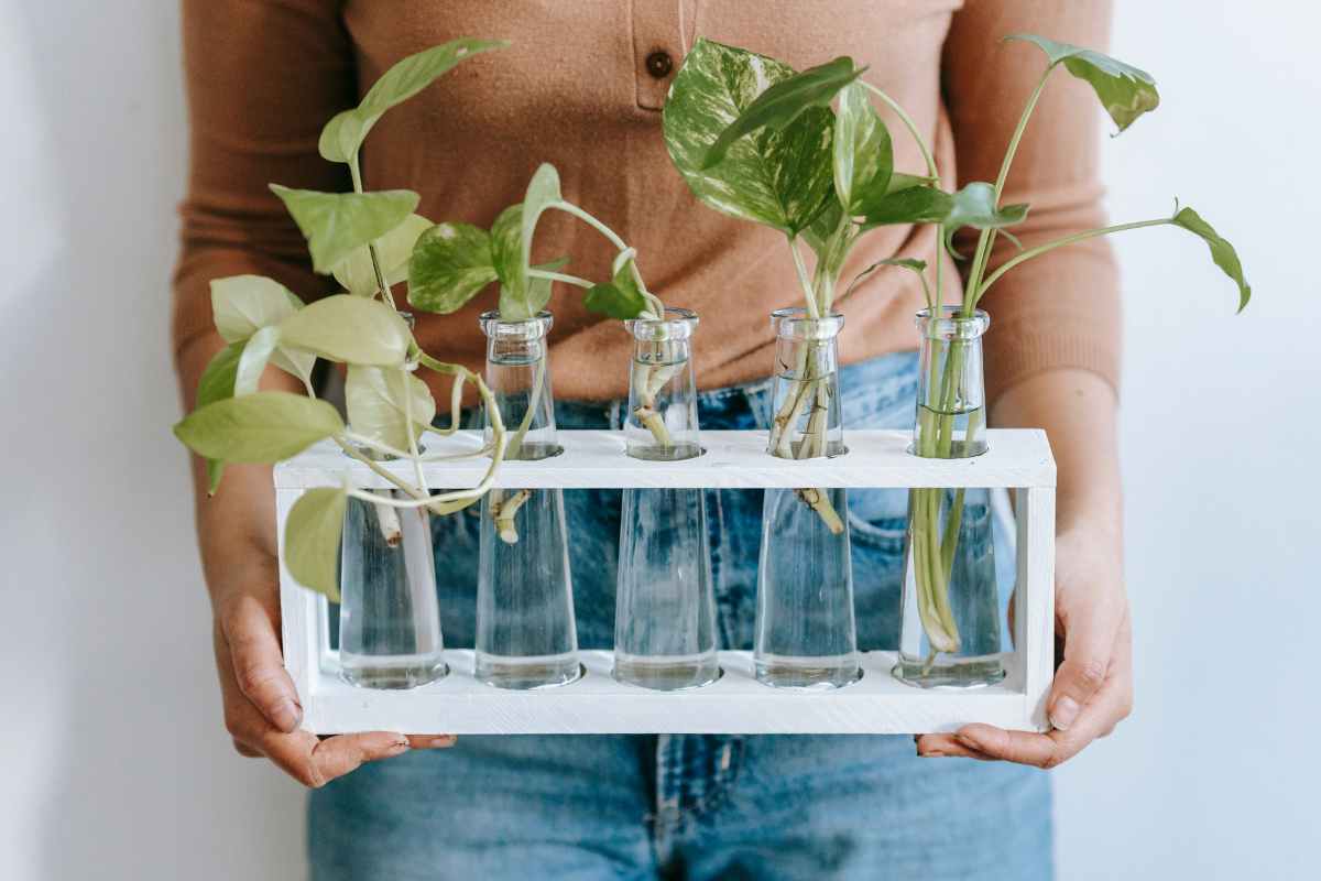 5 Easy Plants To Grow In Water For Beginners