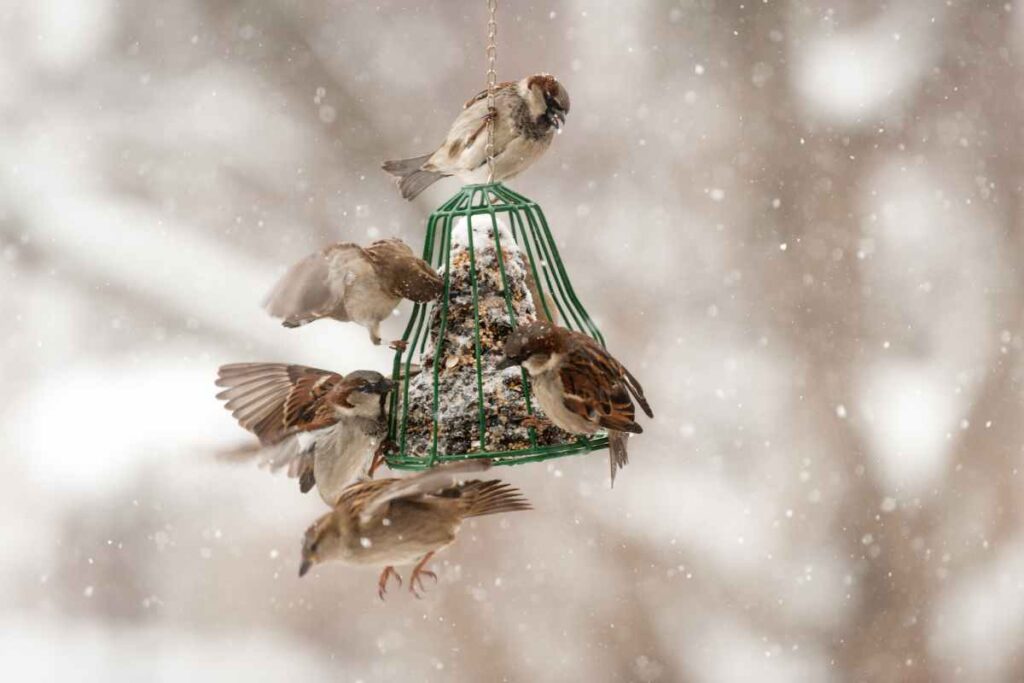 Best Practices for Feeding Wild Birds in Winter