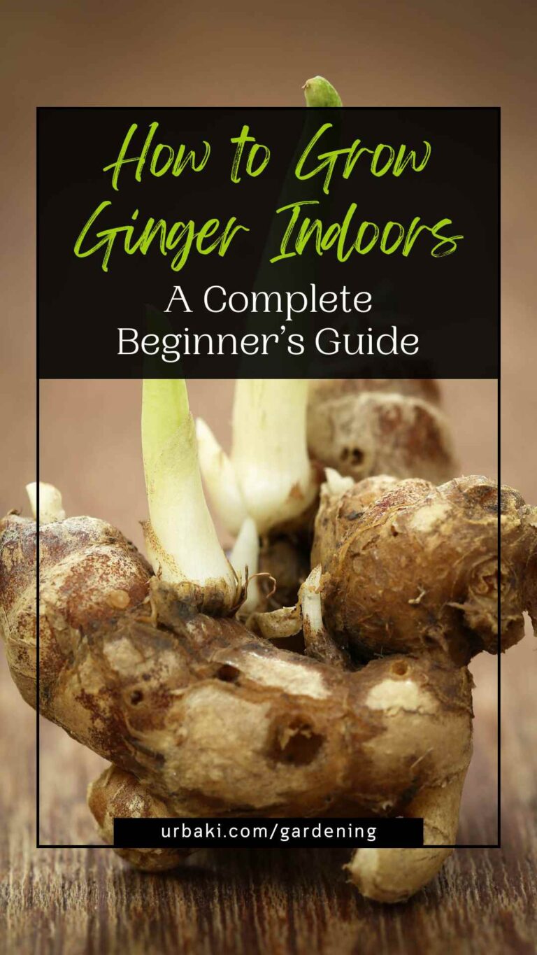 How to Grow Ginger Indoors: A Complete Beginner’s Guide