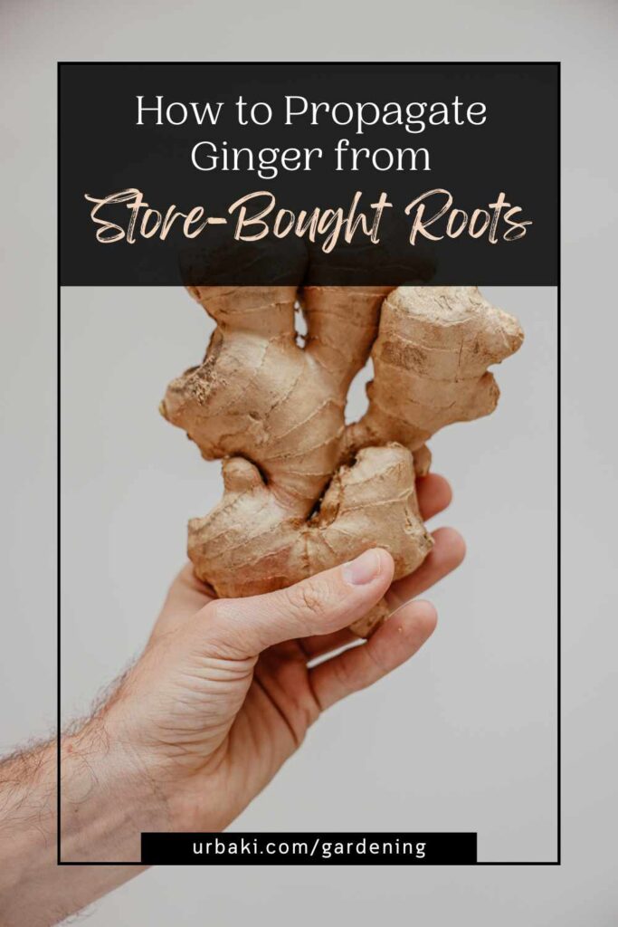 How to Propagate Ginger from Store-Bought Roots