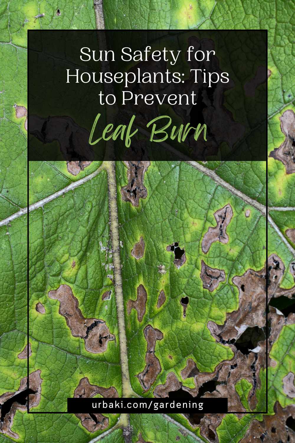Sun Safety for Houseplants: Tips to Prevent Leaf Burn