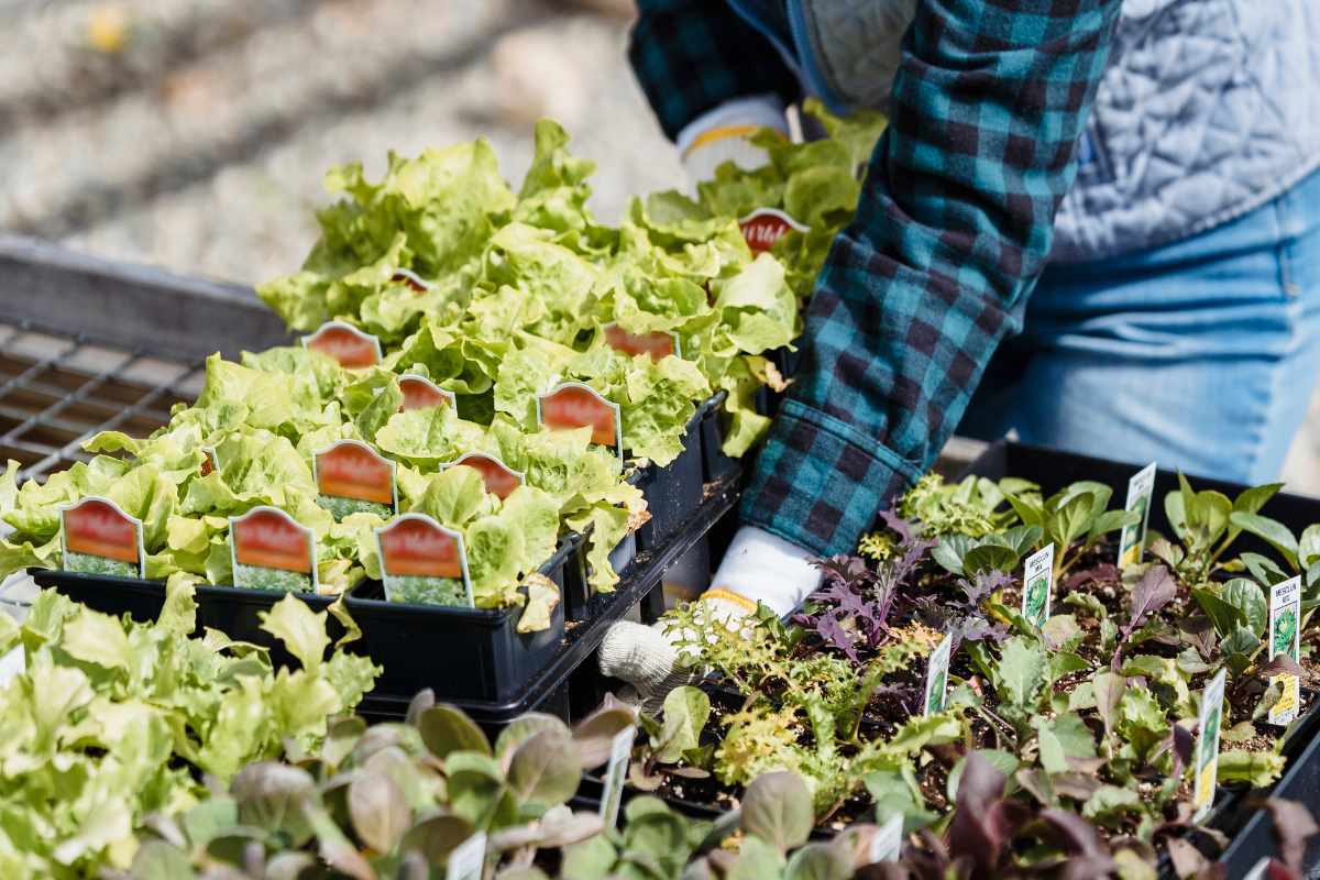 Maximize Your Harvest with Container Gardening Vegetables
