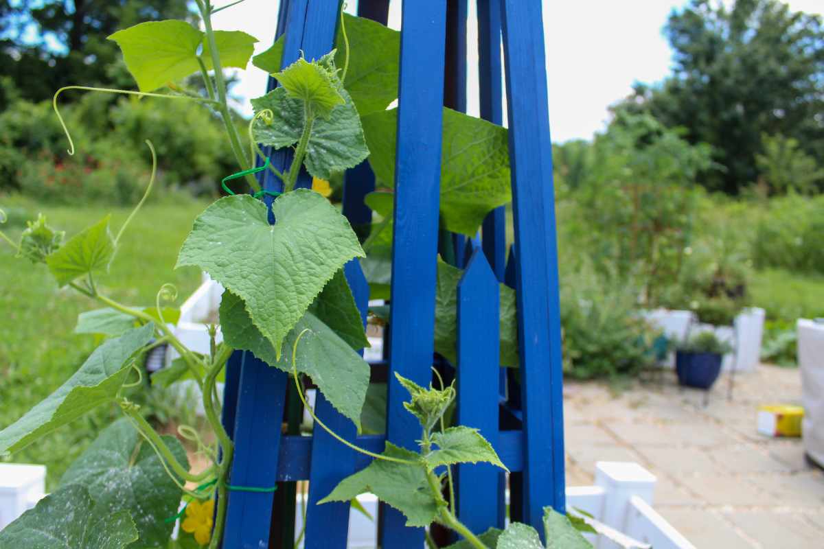 Simple Steps to Build a Cucumber Trellis at Home