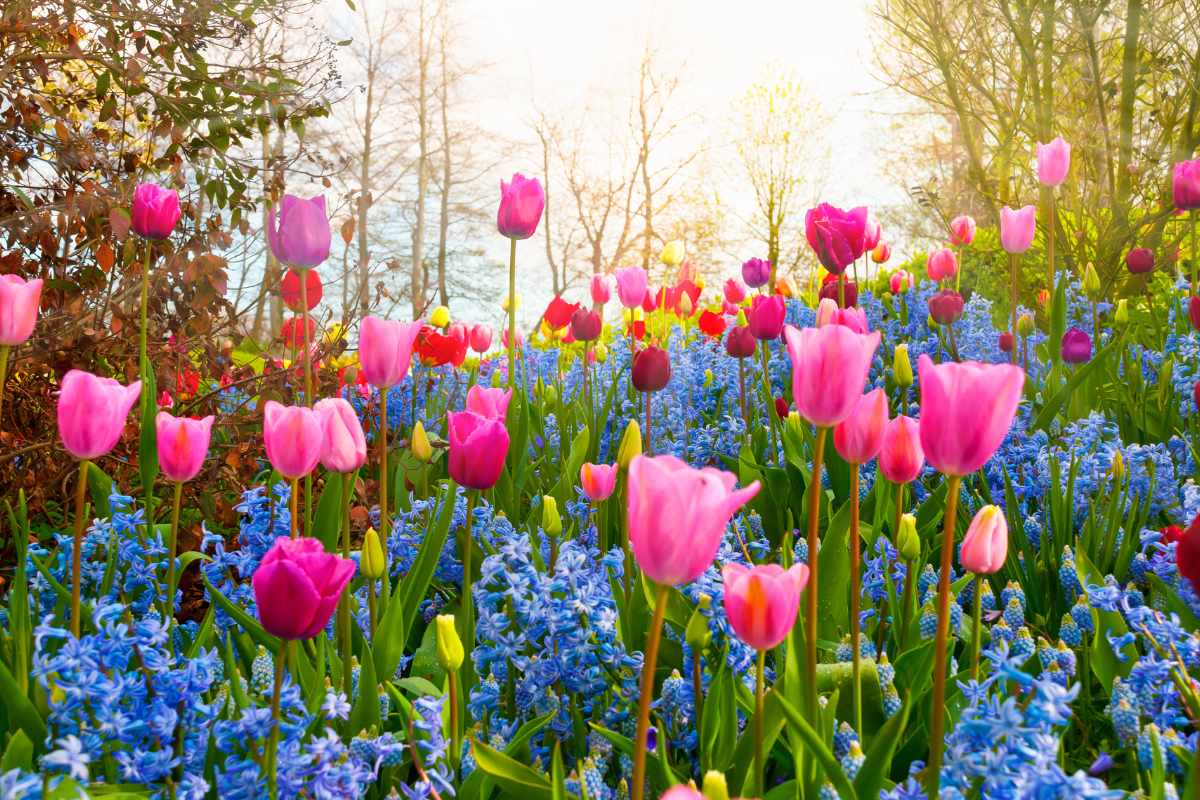 Must-Have Spring Flowers for a Vibrant Garden