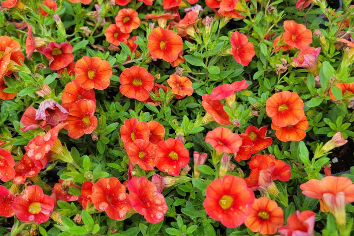 Shade Perennials That Keep Blooming All Summer