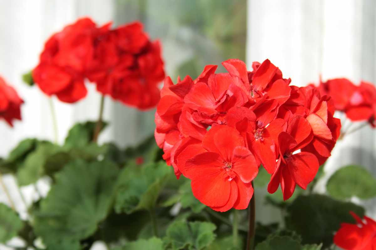 Sun or Shade? The Best Spot for Red Geraniums