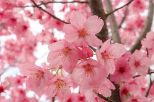 Top Japanese Flowers & Their Meanings
