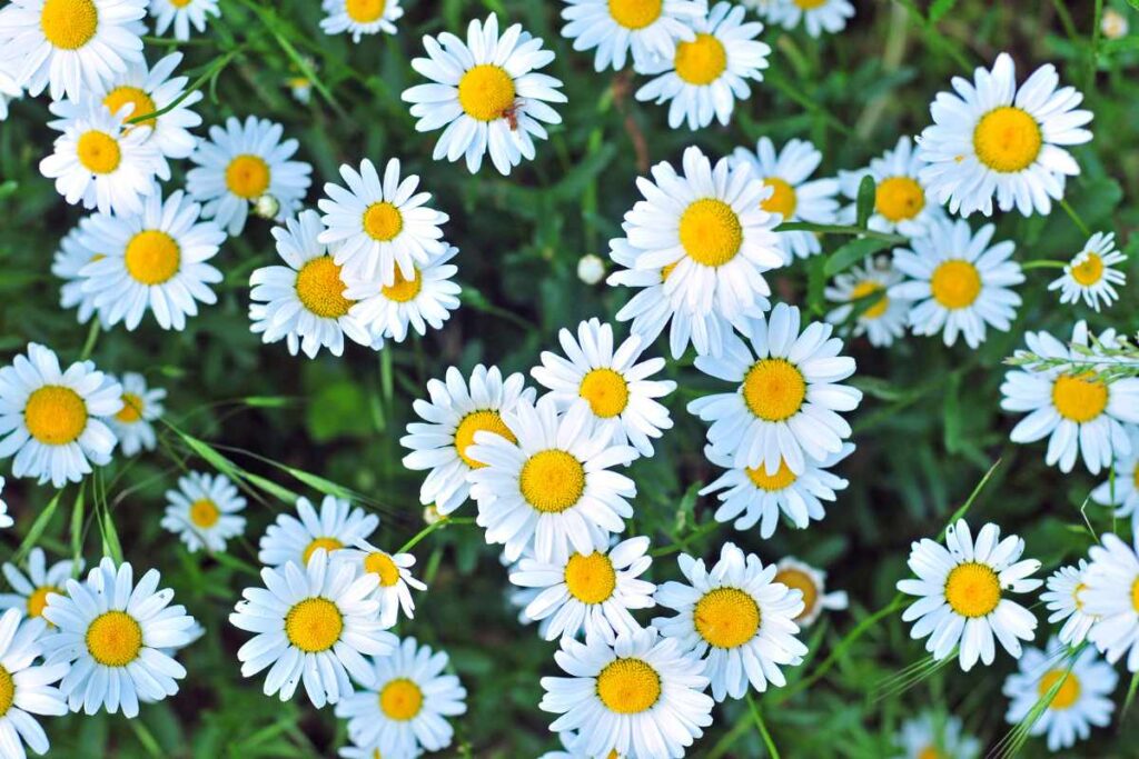April Flowers - Growing Daisy and Sweet Pea