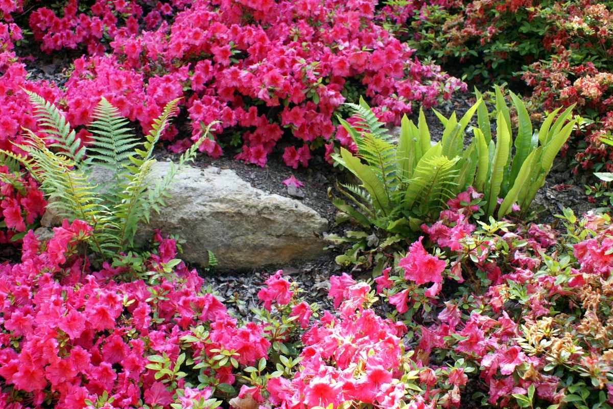 Azaleas Landscaping: A Beautiful and Versatile Choice
