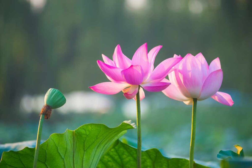 Top Japanese Flowers & Their Meanings