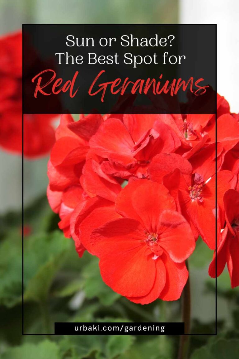 Sun or Shade? The Best Spot for Red Geraniums
