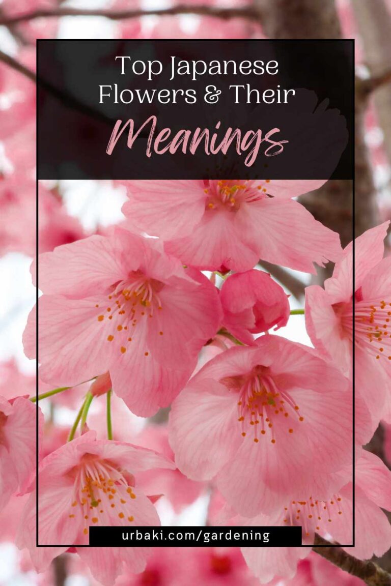 Top Japanese Flowers & Their Meanings