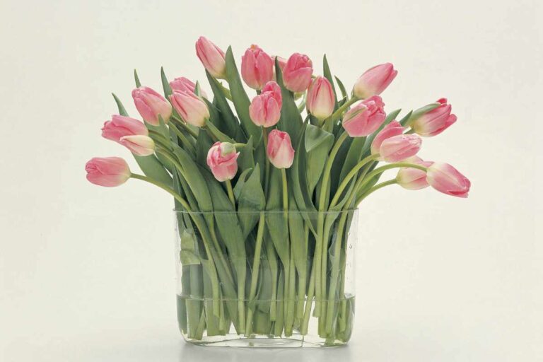 Tulip Arrangement Ideas: Tips for Perfect Displays Every Time