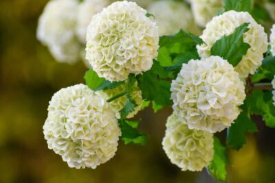 Hydrangea Tree vs. Hydrangea Bush - Key Differences Explained