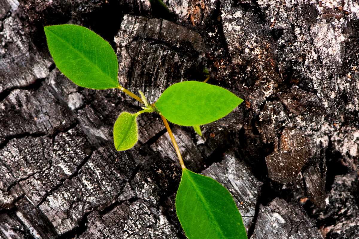 Wood Ash in the Garden - Which Plants Thrive?