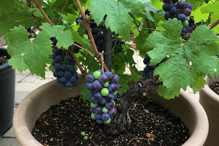 Can I Grow Grapes in a Pot? Easy Tips for Success