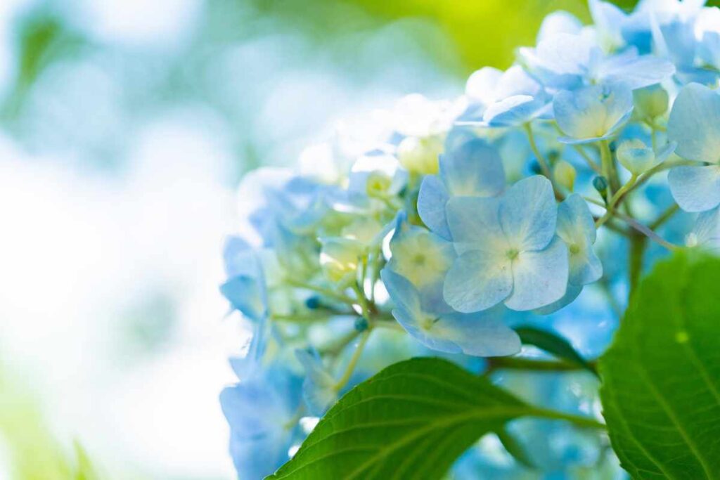 Hydrangea Tree vs. Hydrangea Bush - Key Differences Explained