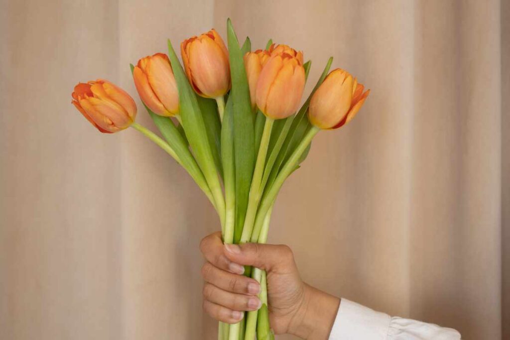 Tulip Arrangement Ideas: Tips for Perfect Displays Every Time