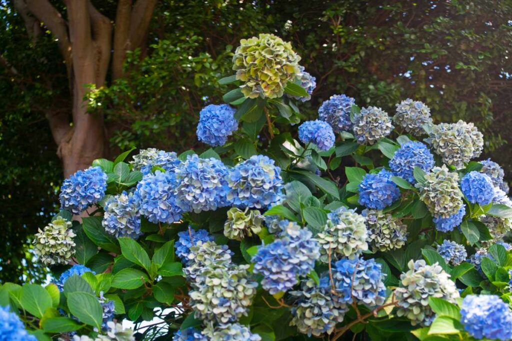 Hydrangea Tree vs. Hydrangea Bush - Key Differences Explained