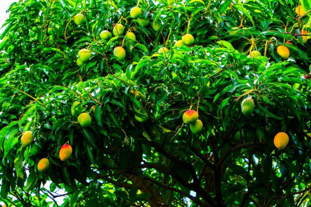 Can Mango Trees Grow in the US? A Complete Guide