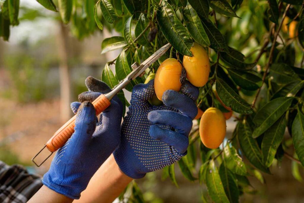 Can Mango Trees Grow in the US? A Complete Guide