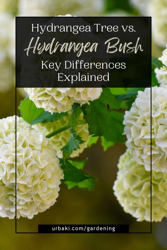 Hydrangea Tree vs. Hydrangea Bush - Key Differences Explained