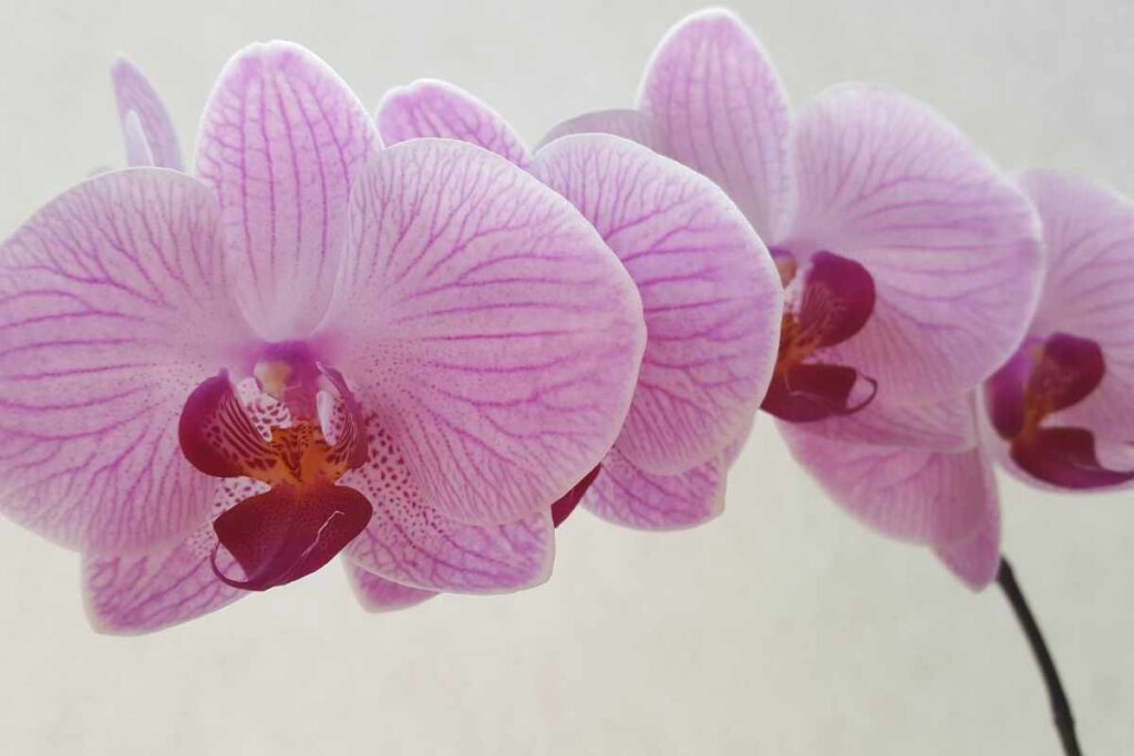 Which Orchids Are Toxic to Cats?