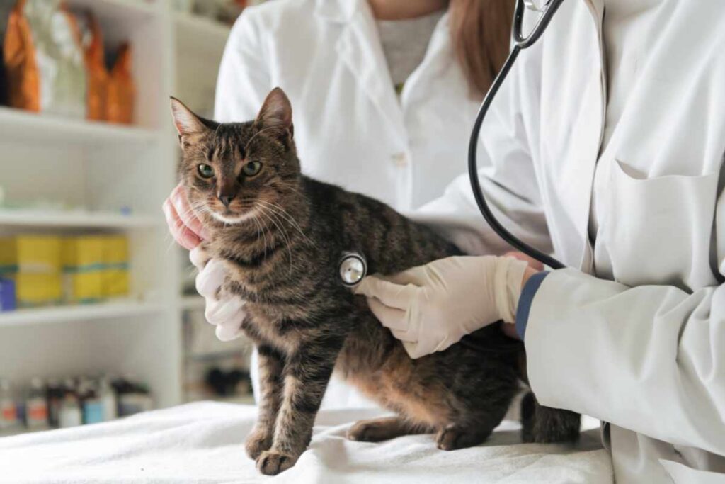 Which Orchids Are Toxic to Cats?