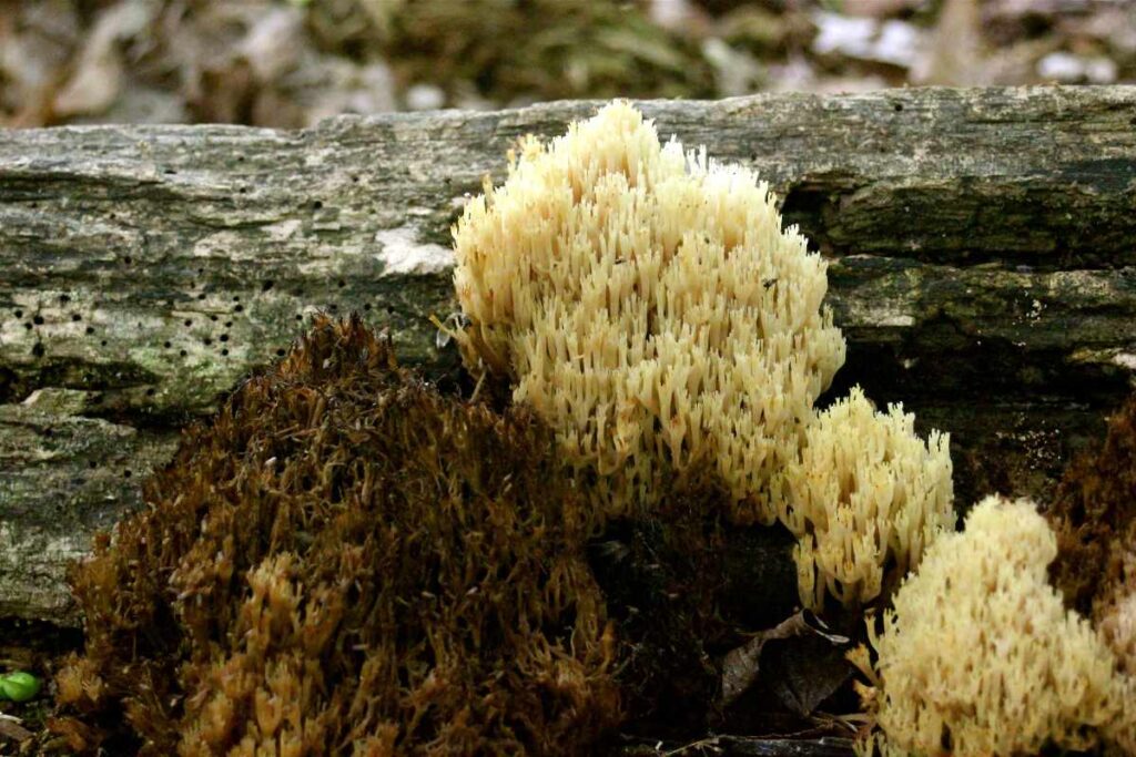 Coral Tooth Fungus - A Mushroom That Looks Like Cauliflower!