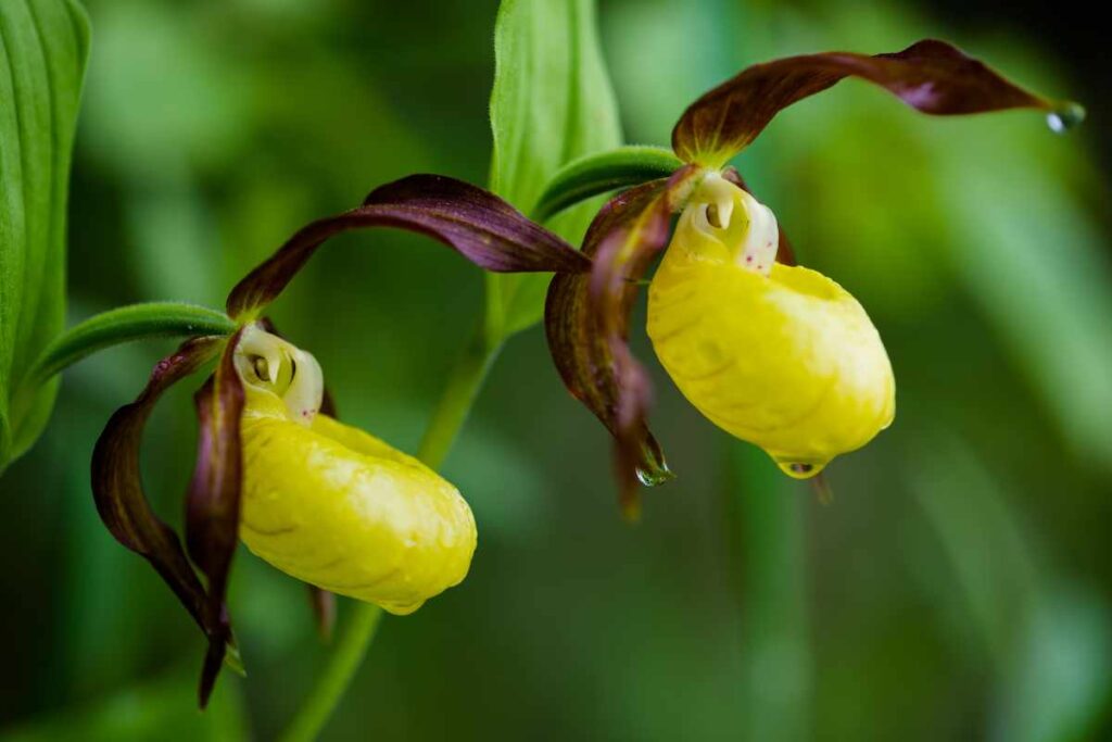 Which Orchids Are Toxic to Cats?