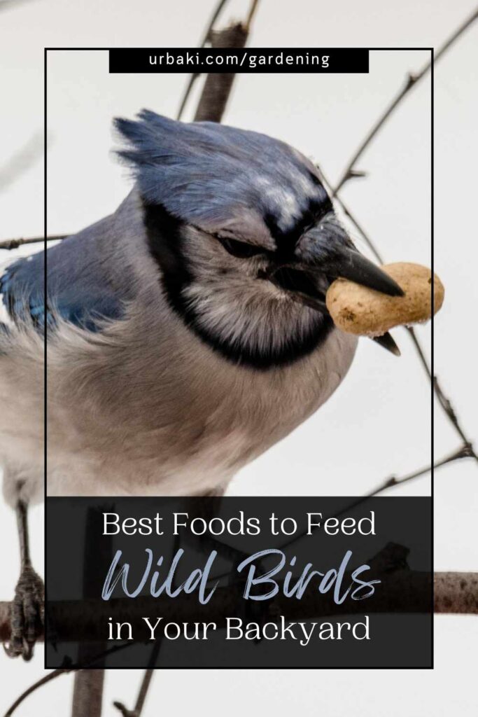 Best Foods to Feed Wild Birds in Your Backyard