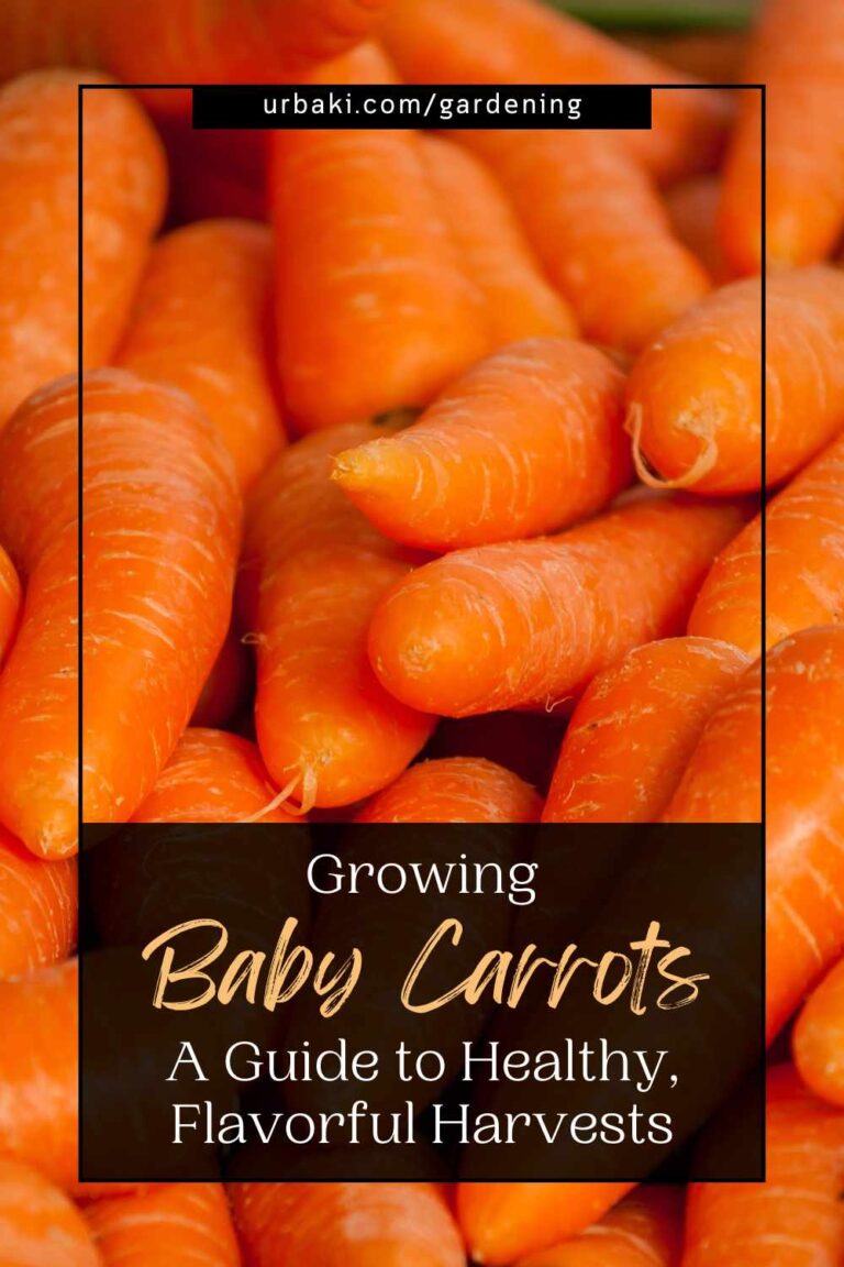 Growing Baby Carrots - A Guide to Healthy, Flavorful Harvests