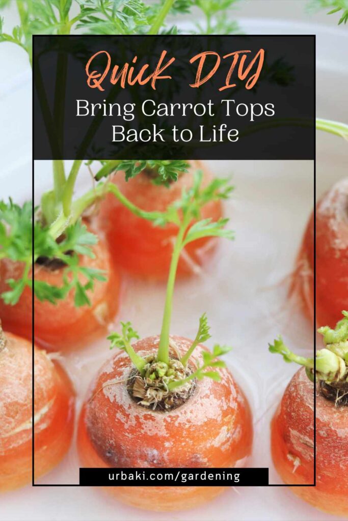 Quick DIY - Bring Carrot Tops Back to Life