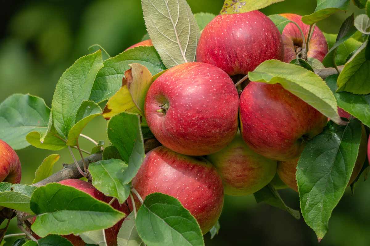 How to Keep Apples from Turning Brown