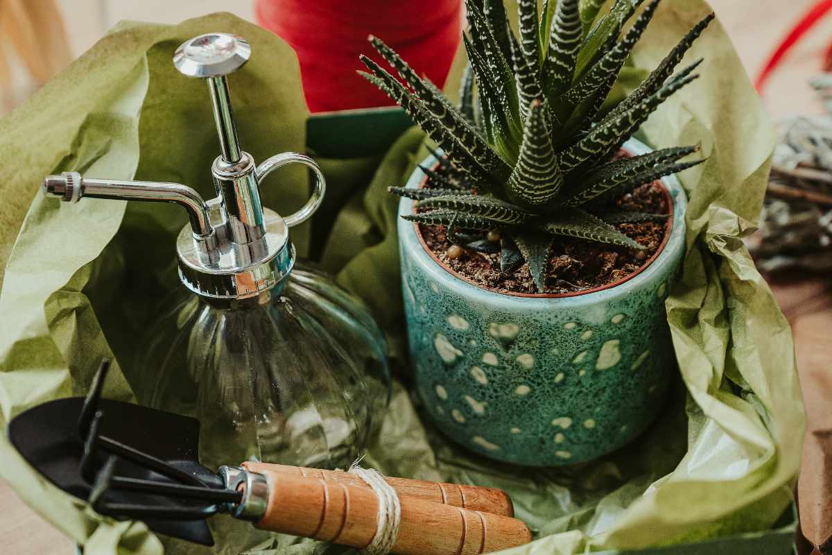 How to Pack a Plant for a Gift Without Damaging It