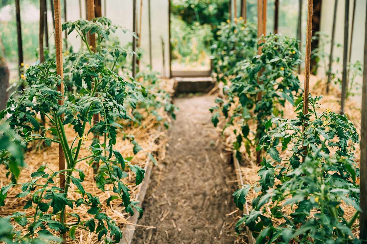 5 Essentials for Growing Your Own Food Successfully