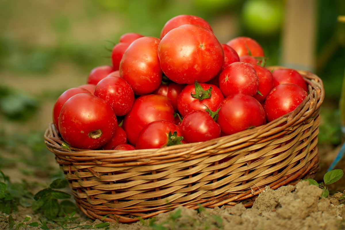 How to Grow Tomatoes That Actually Taste Good