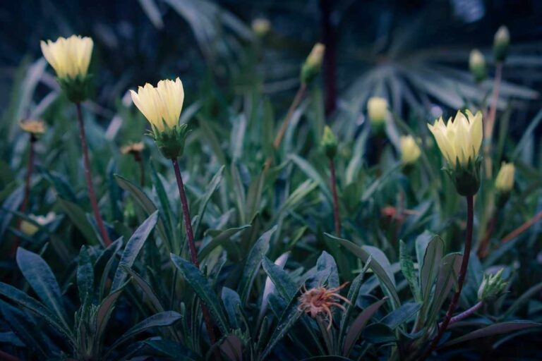Do Plants Breathe at Night? Here’s What Happens