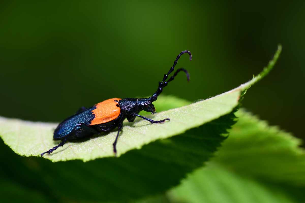 Common Jackfruit Tree Pests & Simple Fixes