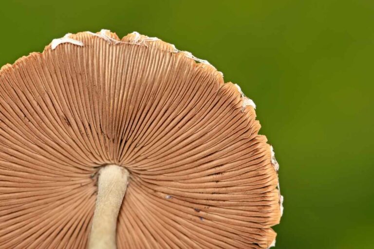 The Many Faces of Mushrooms - Key Fungal Groups Explained